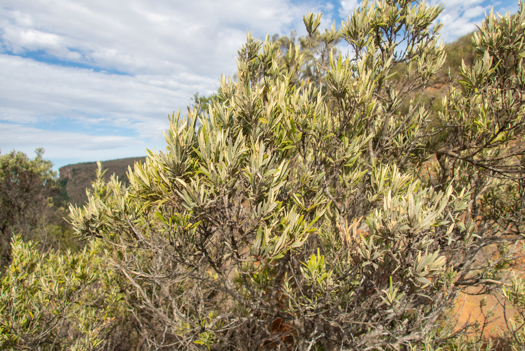 False Olive from Graaff-Reinet, South Africa on December 12, 2024 at 08 ...