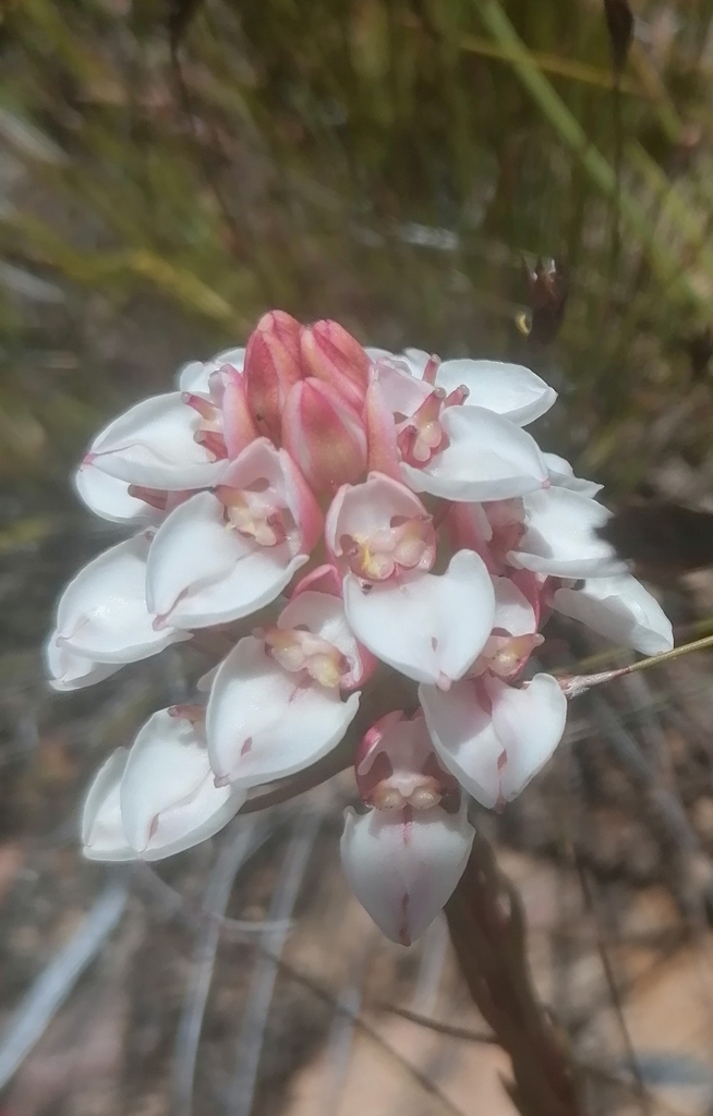 Ivory Shield Orchid from West Coast DC, South Africa on December 16 ...