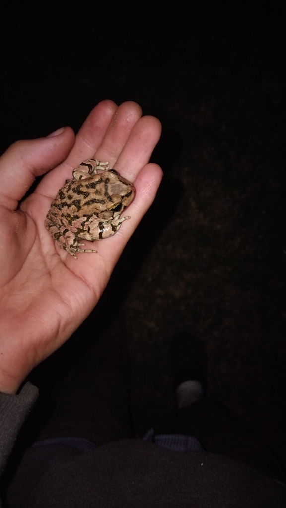 Karoo Toad from West Coast DC, South Africa on December 23, 2024 by ...