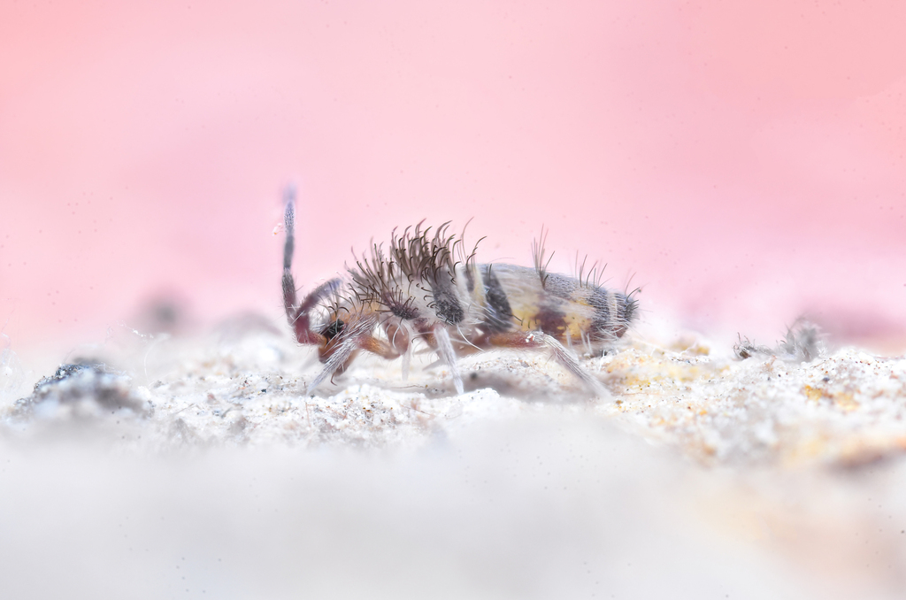 Homidia sinensis from 中国浙江省杭州市临安区 on January 09, 2025 at 06:34 PM by 决明 ...