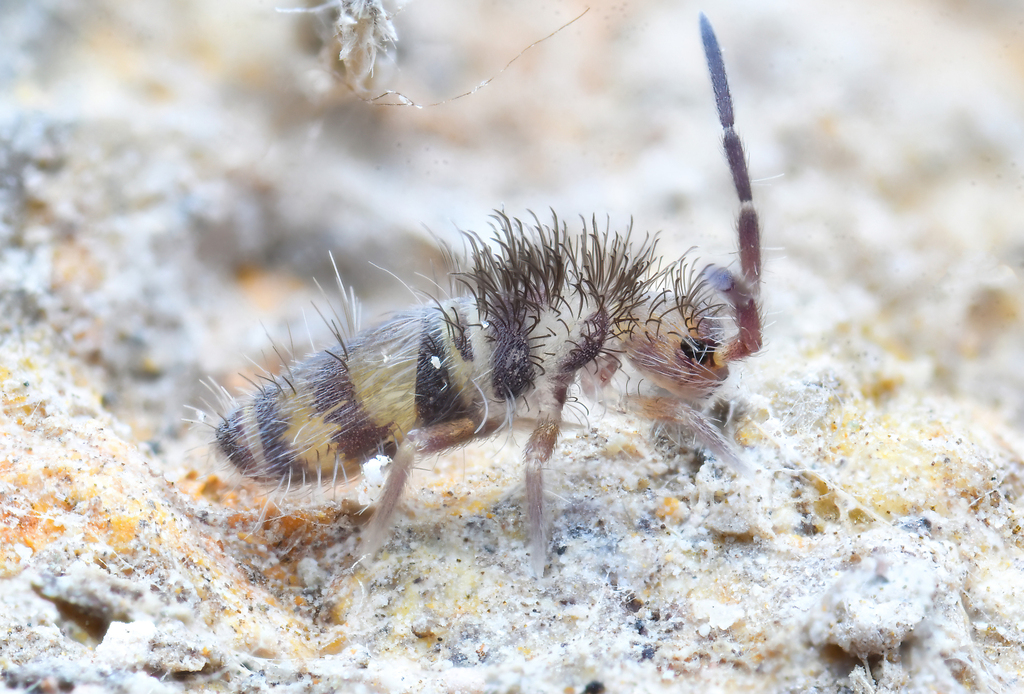 Homidia sinensis from 中国浙江省杭州市临安区 on January 09, 2025 at 06:33 PM by 决明 ...