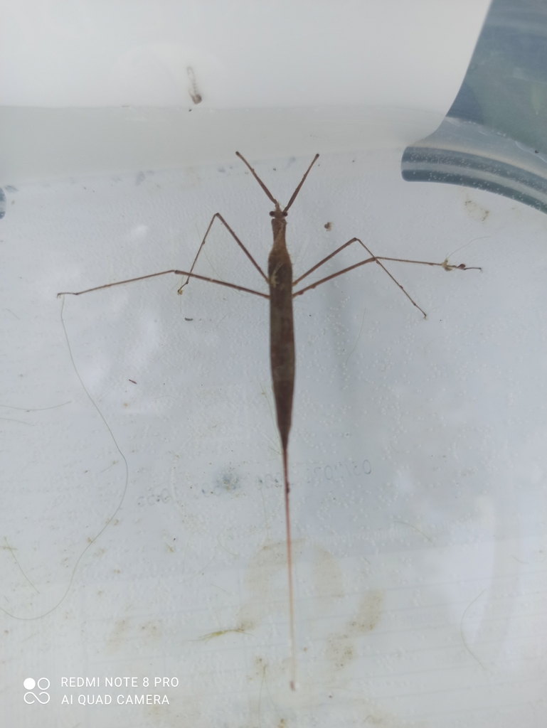 Eurasian Water Stick Insect from 38260 Bossieu, France on February 29 ...