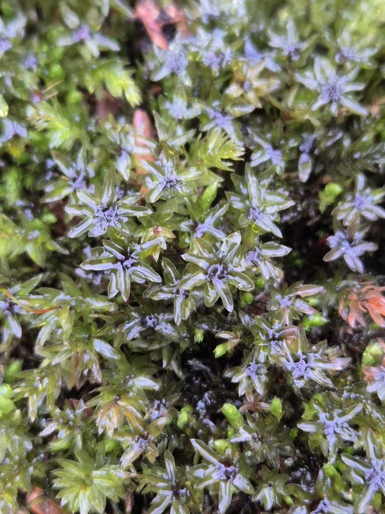 Horn Calcareous Moss from 21493 Basthorst, Deutschland on January 09 ...