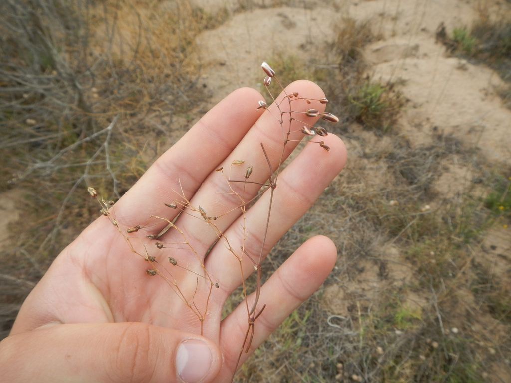 Drought Spookasem in January 2025 by Louis Botha · iNaturalist