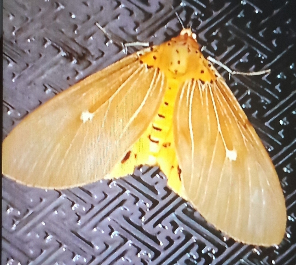 Tropical Tiger Moth from XPPG+Q25, Ezhukone, Kerala 691505, India on ...