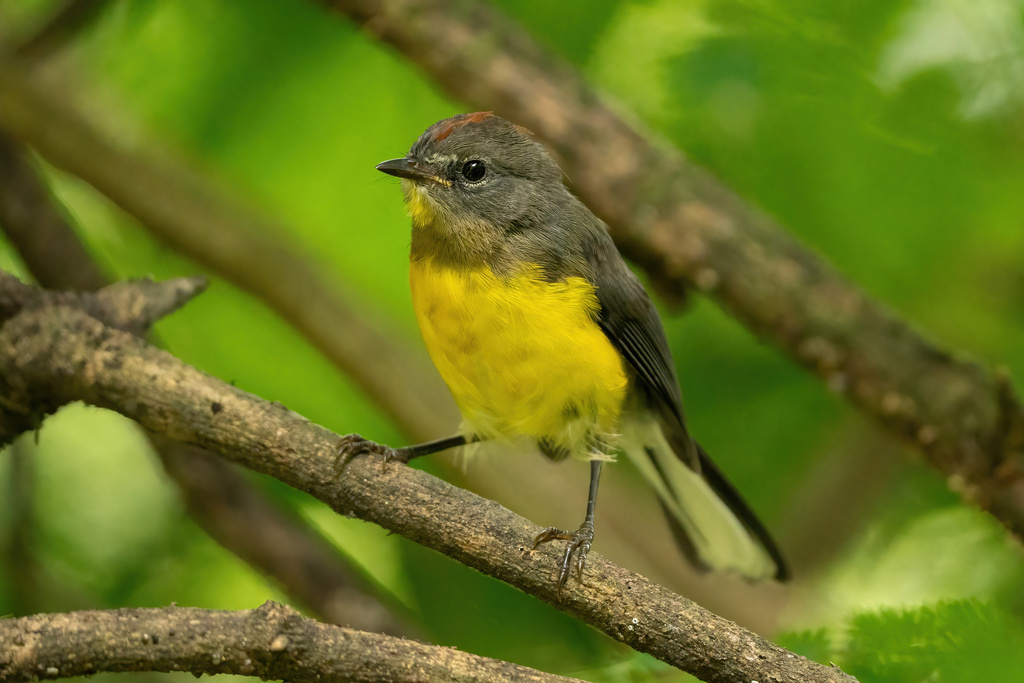 Brown-capped Redstart from Chicoana, AR-SA, AR on January 3, 2025 at 07:54 PM by David Roche ...