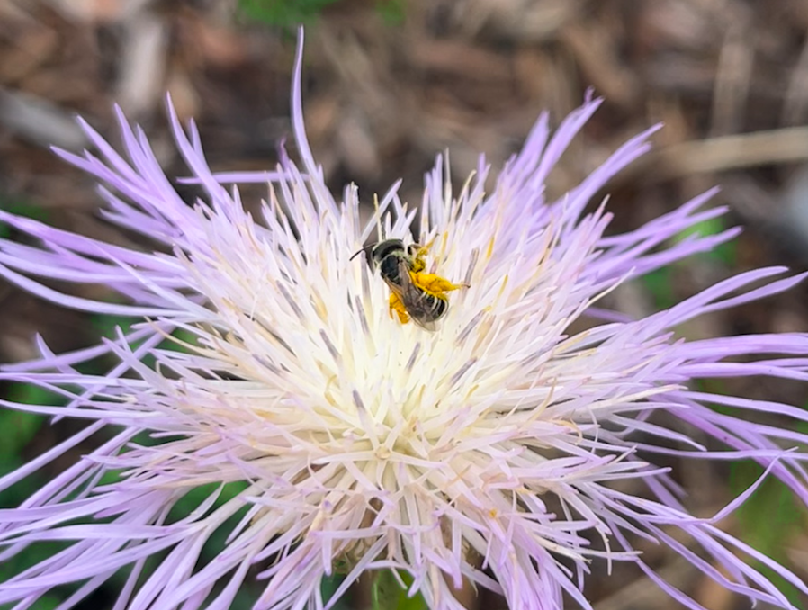 Ligated Furrow Bee from Woodland Oaks, Tulsa, OK 74133, USA on March 22 ...