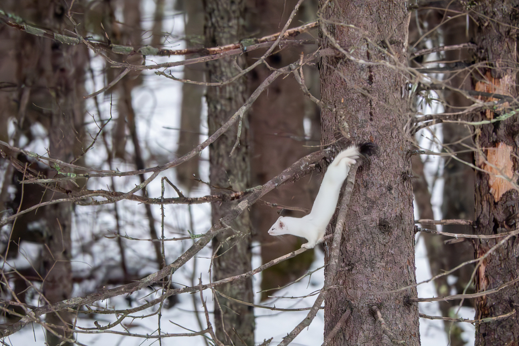 American Ermine from St Louis County, MN, USA on January 26, 2024 at 07 ...