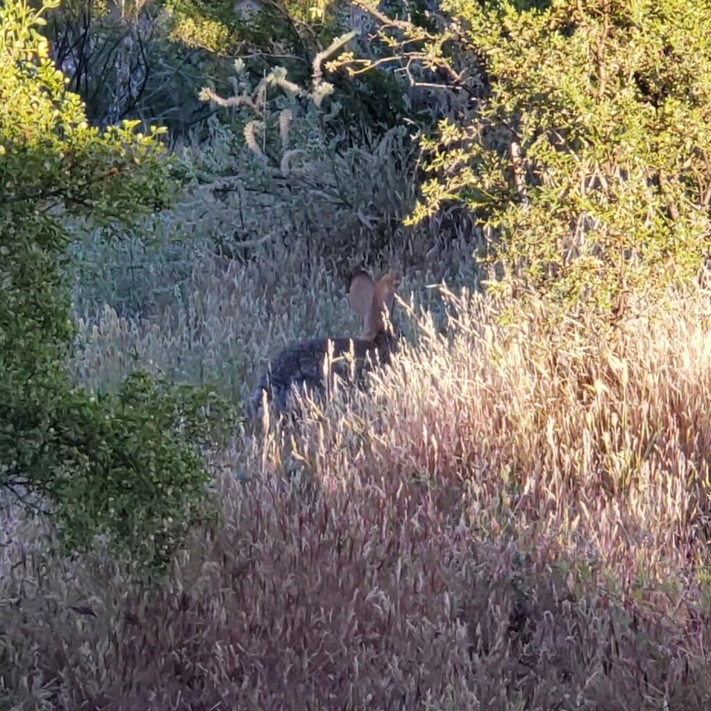Black-tailed Jackrabbit from Festival Ranch, Buckeye, AZ, USA on April 16, 2020 at 06:22 PM by ...