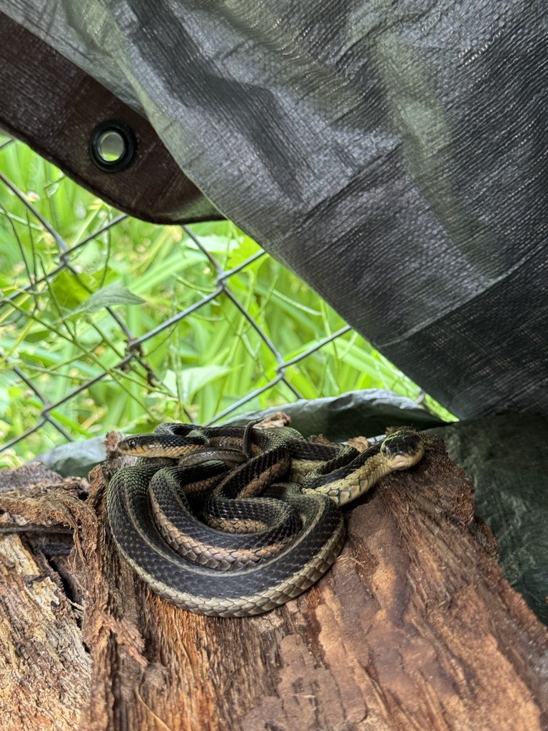 Common Garter Snake from N Michigan Ave, Howell, MI, US on June 7, 2024 ...