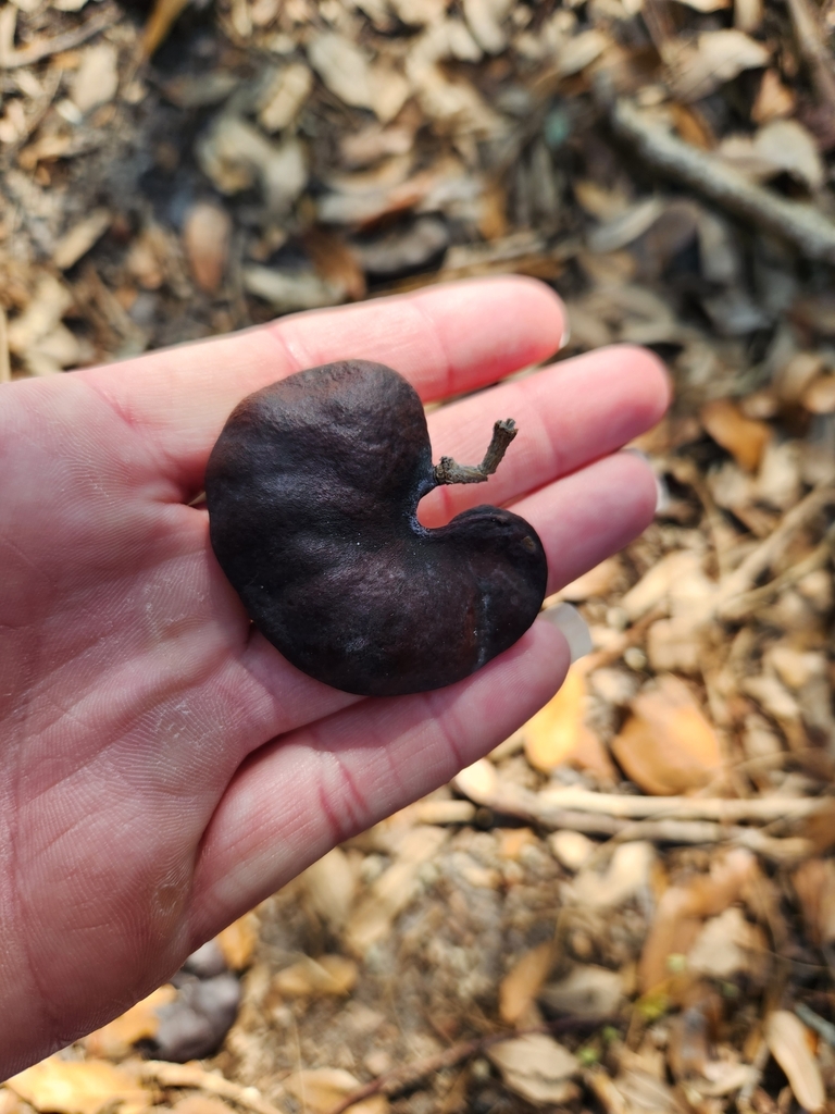 Pacara Earpod Tree from Safety Harbor, FL 34695, USA on January 9, 2025 ...