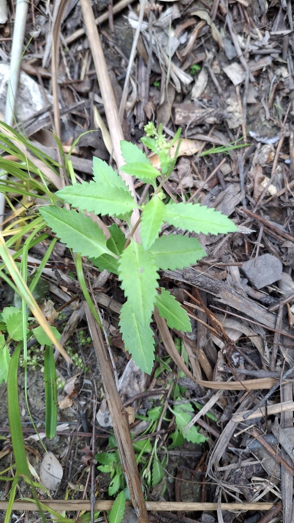 Haloragis erecta erecta from Kawau Island 0920, New Zealand on January ...