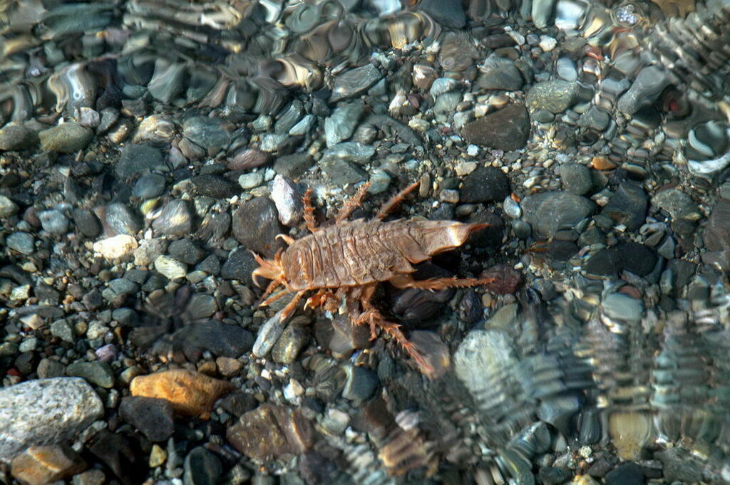 Antarctic Isopod from Comandante Ferraz Antarctic Station, Keller ...