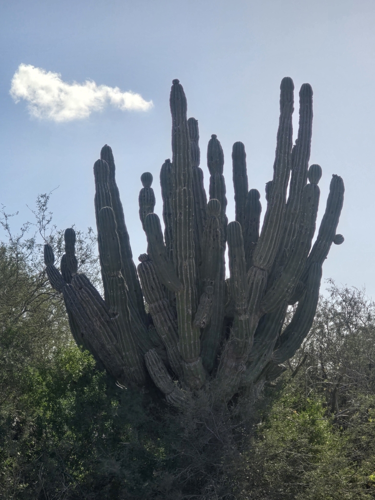 Mexican Giant Cactus from HCJJ+F5, 23570 La Ribera, B.C.S., Mexico on ...