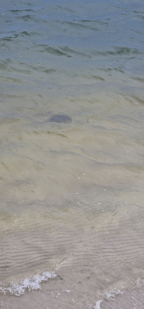 Stingrays from Golden Beach QLD, Australia on January 9, 2025 at 01:51 ...