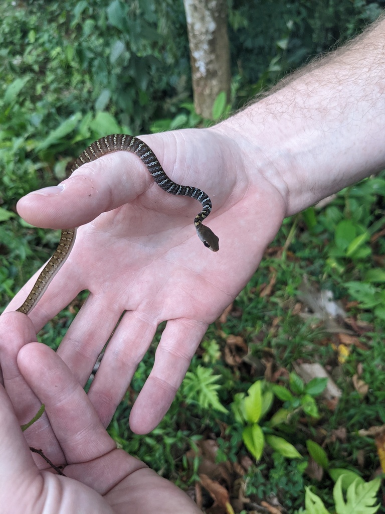 Dendrophidion apharocybe from Limón Province, Guapiles, Costa Rica on ...