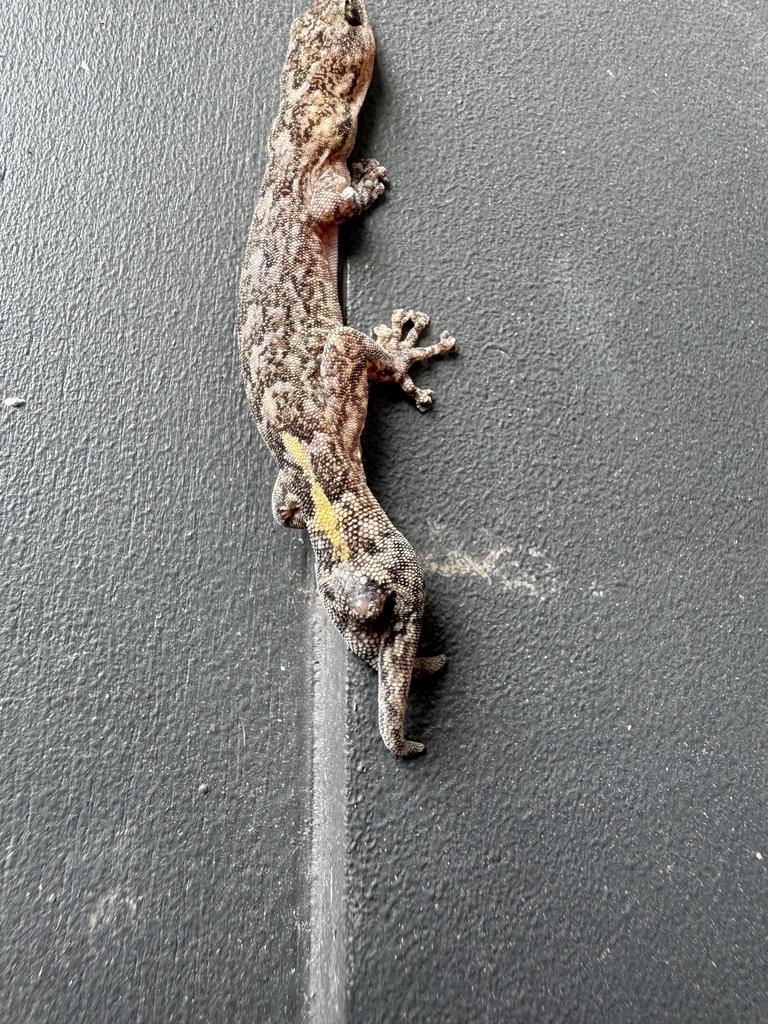 Southern Marbled Gecko from Beatrice Ave, Aberfeldie, VIC, AU on ...