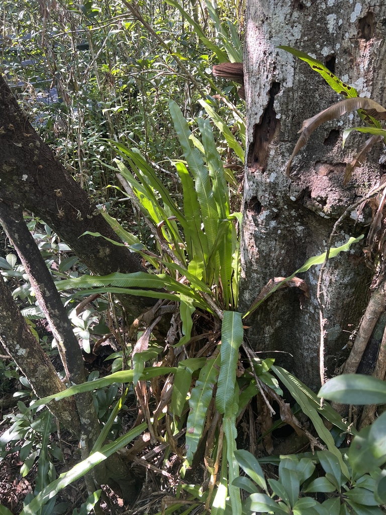 Long strapfern from S Lyons Rd, Coconut Creek, FL, US on January 9 ...