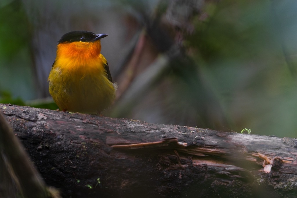 Orange-collared Manakin from Provincia de Puntarenas, Buenos Aires ...