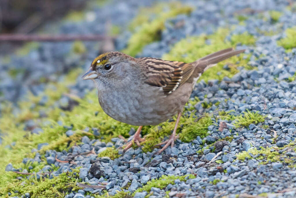 Golden-crowned Sparrow from Capital Regional District, BC, Canada on ...