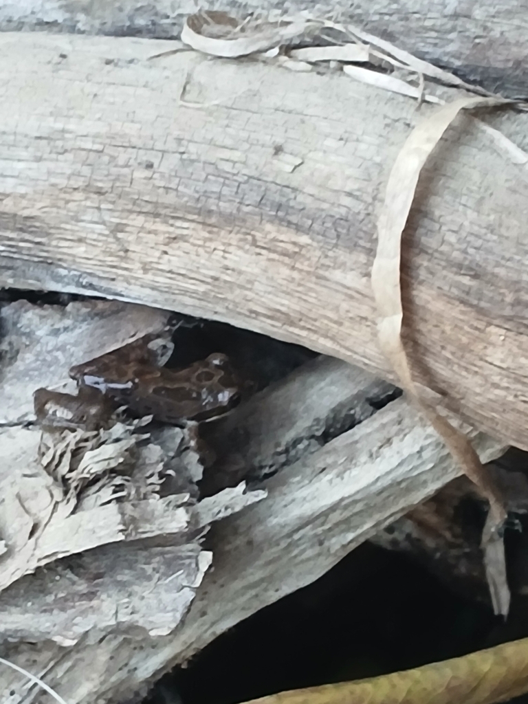 Pacific chorus frog from Murrieta, CA 92563, USA on January 09, 2025 at ...