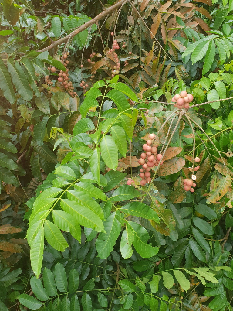 pithraj tree from Bukit Panjang, Singapore on January 4, 2023 at 01:24 ...
