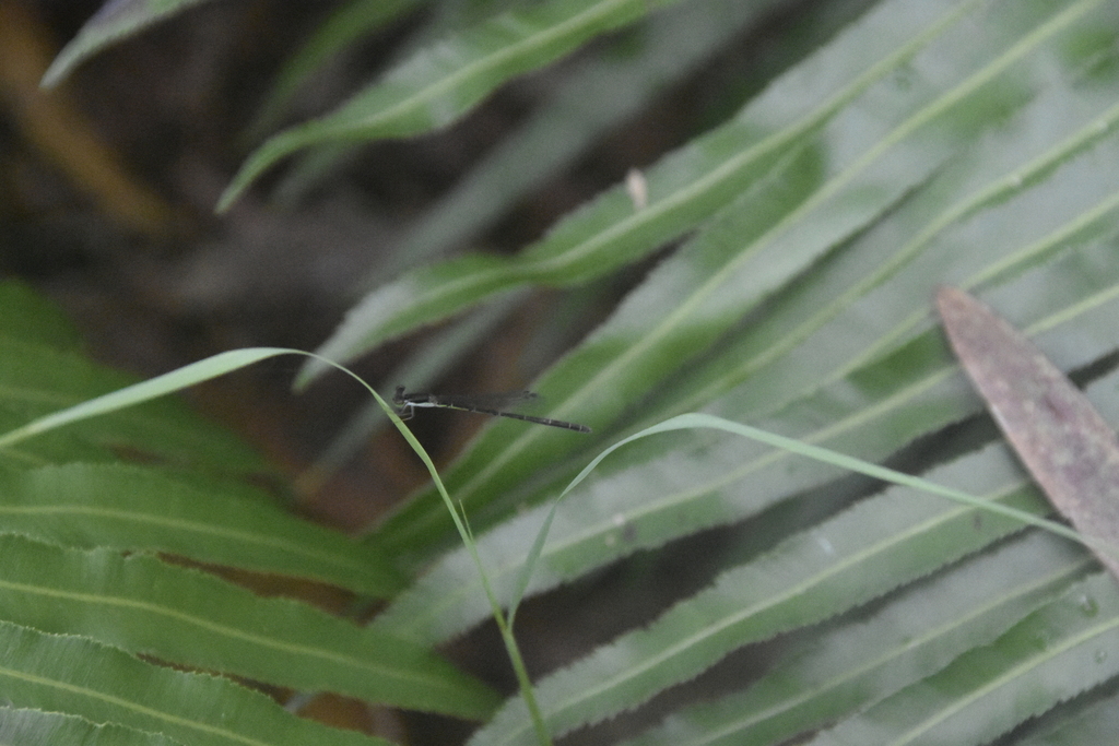 Red-tipped Shadefly from Sunshine Coast QLD, Australia on January 10 ...