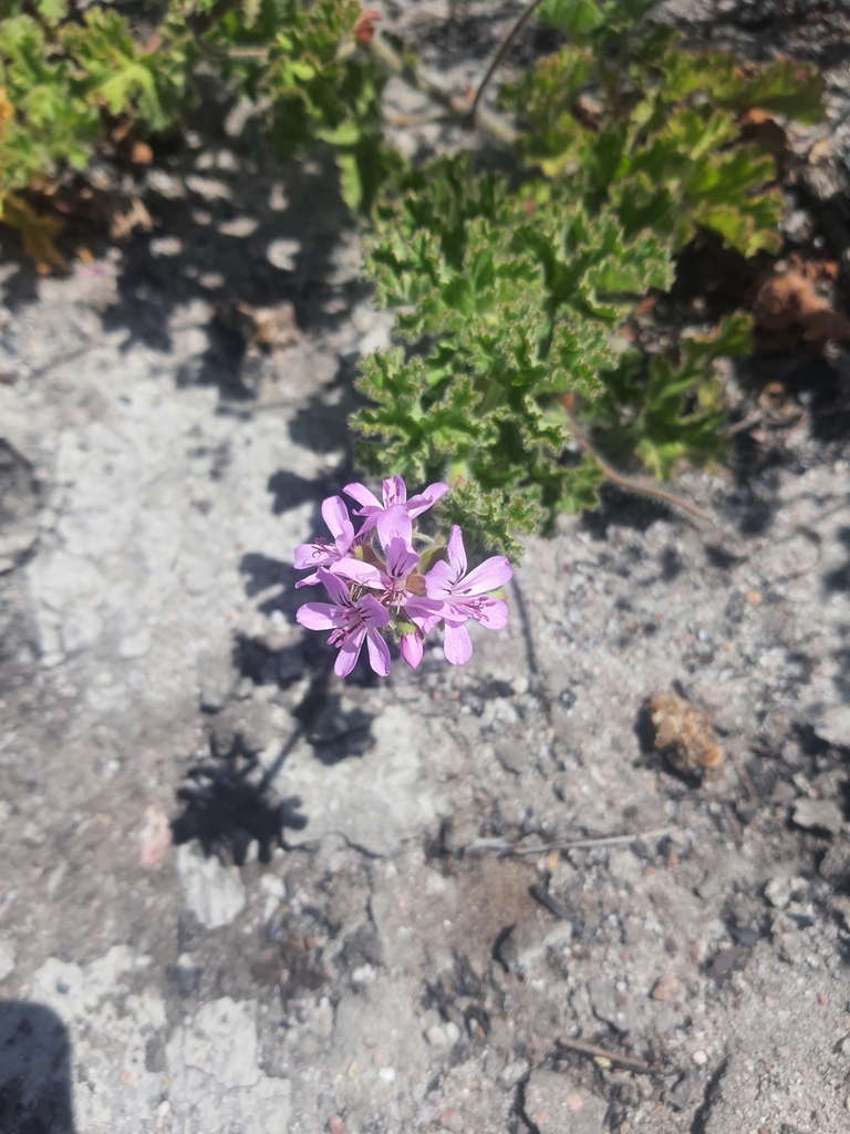 rose-scented geranium from Milnerton, Cape Town, 7435, South Africa on ...