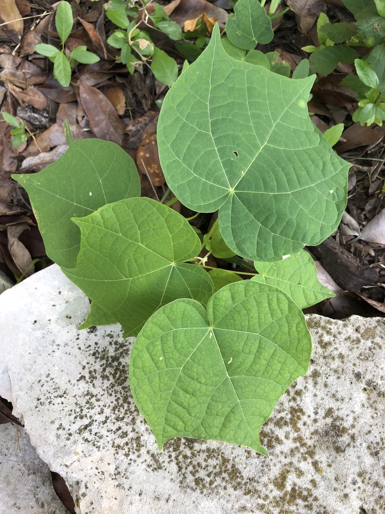 Chinese parasol tree from 1011 Hillside Oaks Dr, Austin, TX, US on July ...
