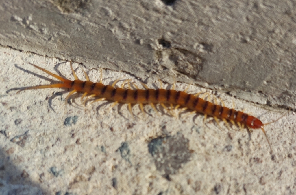 Caribbean Giant Centipede from Fort Bay, Caribisch Nederland on January ...
