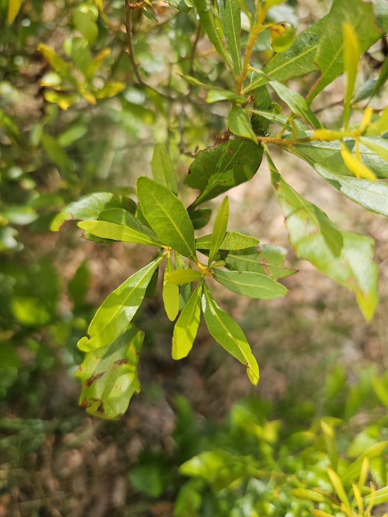 wax myrtle from Chiefland, FL 32626, USA on June 14, 2024 at 10:37 AM ...
