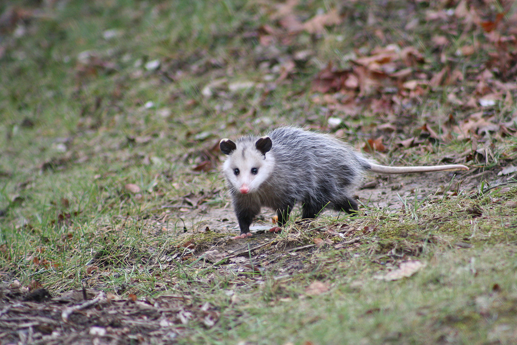 Virginia Opossum from Hidden Valley Club Dr, Ann Arbor, MI 48104, USA ...