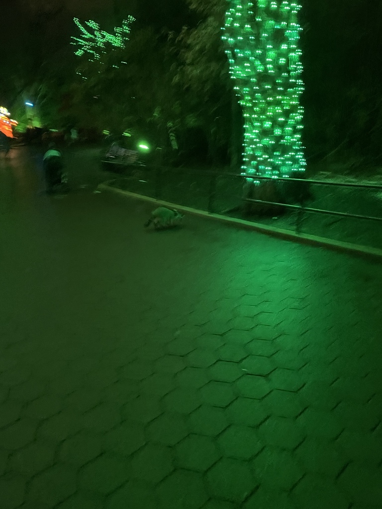 Common Raccoon from Smithsonian’s National Zoo & Conservation Biology ...