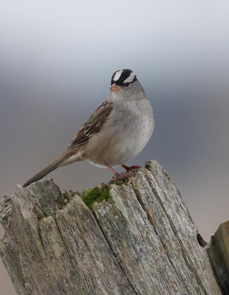 White-crowned Sparrow from Harwich, Chatham-Kent, ON, Canada on January ...