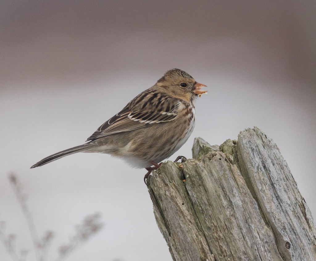 Harris's Sparrow from Harwich, Chatham-Kent, ON, Canada on January 10 ...