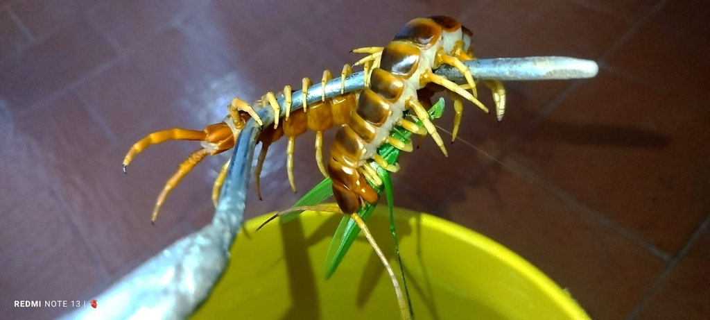 Amazonian Giant Centipede from Barrio Santo Domingo, Barquisimeto 3001 ...