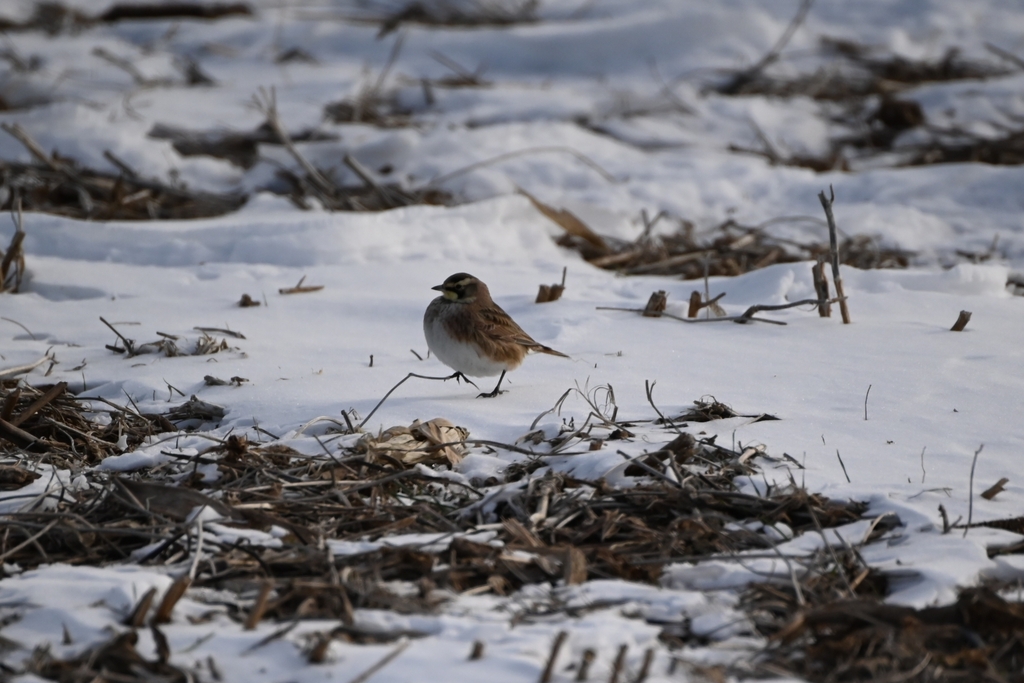 Horned Lark from Smyrna, DE 19977, USA on January 8, 2025 at 02:54 PM ...