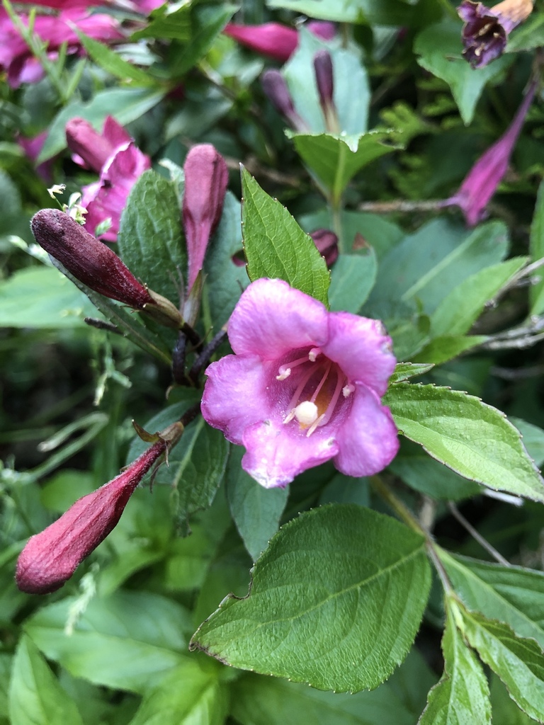 Weigela bushes in July 2019 by Kelsey Rae · iNaturalist