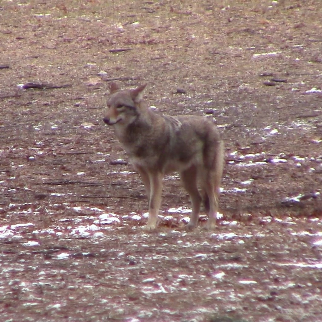 Coyote from High Park, Toronto, ON, CA on January 10, 2025 at 09:40 PM ...