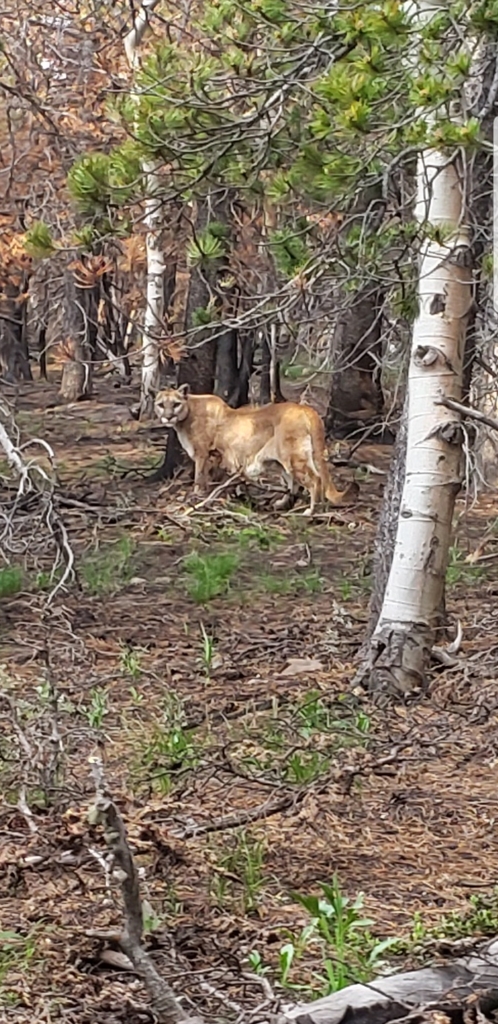 Mountain Lion from Gardner, CO 81040, USA on July 6, 2019 by Sarah ...