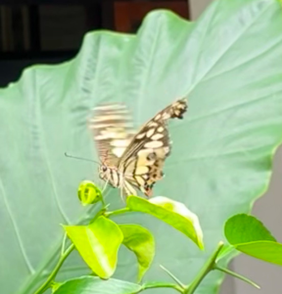 Lime Swallowtail from Pulau Bali, Kabupaten Buleleng, Bali, ID on ...