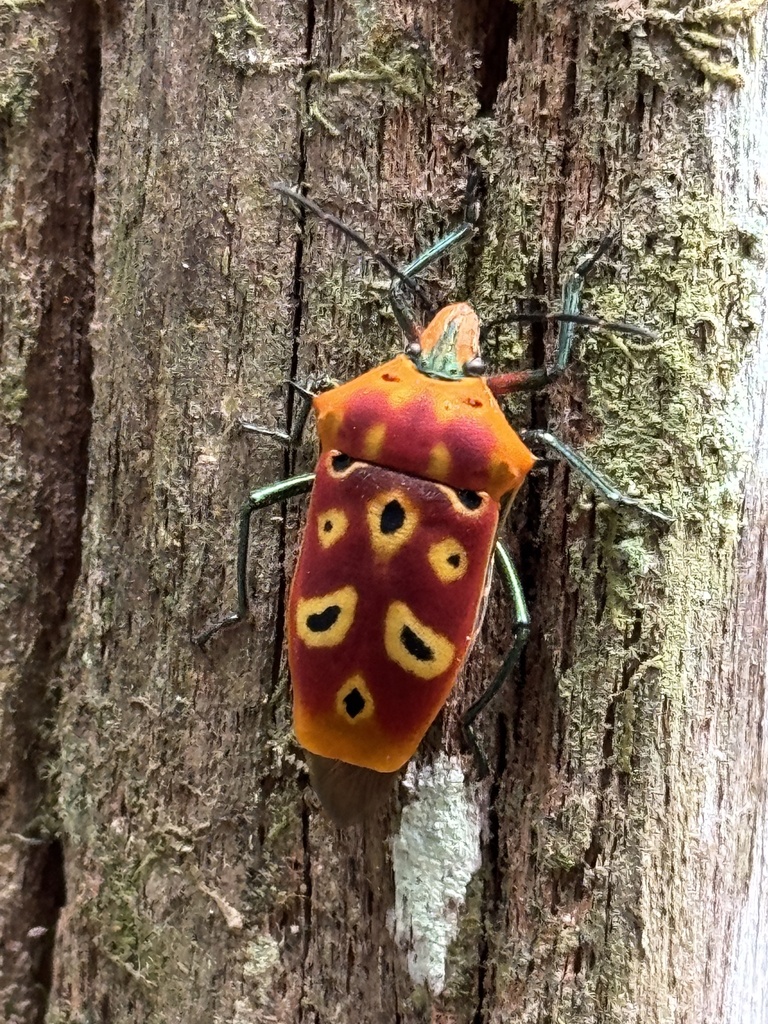 ocellated shield bug from Khao Phanoen Thung, Kaeng Krachan ...