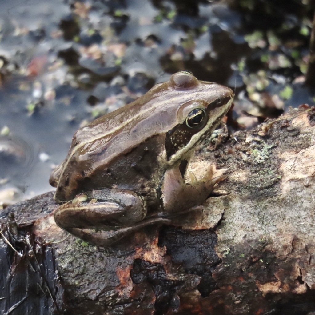 Wood Frog from Fort Saskatchewan, AB, CA on May 23, 2021 at 05:58 AM by ...