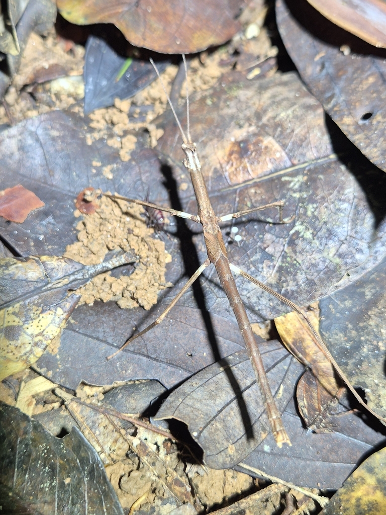 Crowned Stick Insect from Paluma QLD 4816, Australia on January 9, 2025 ...