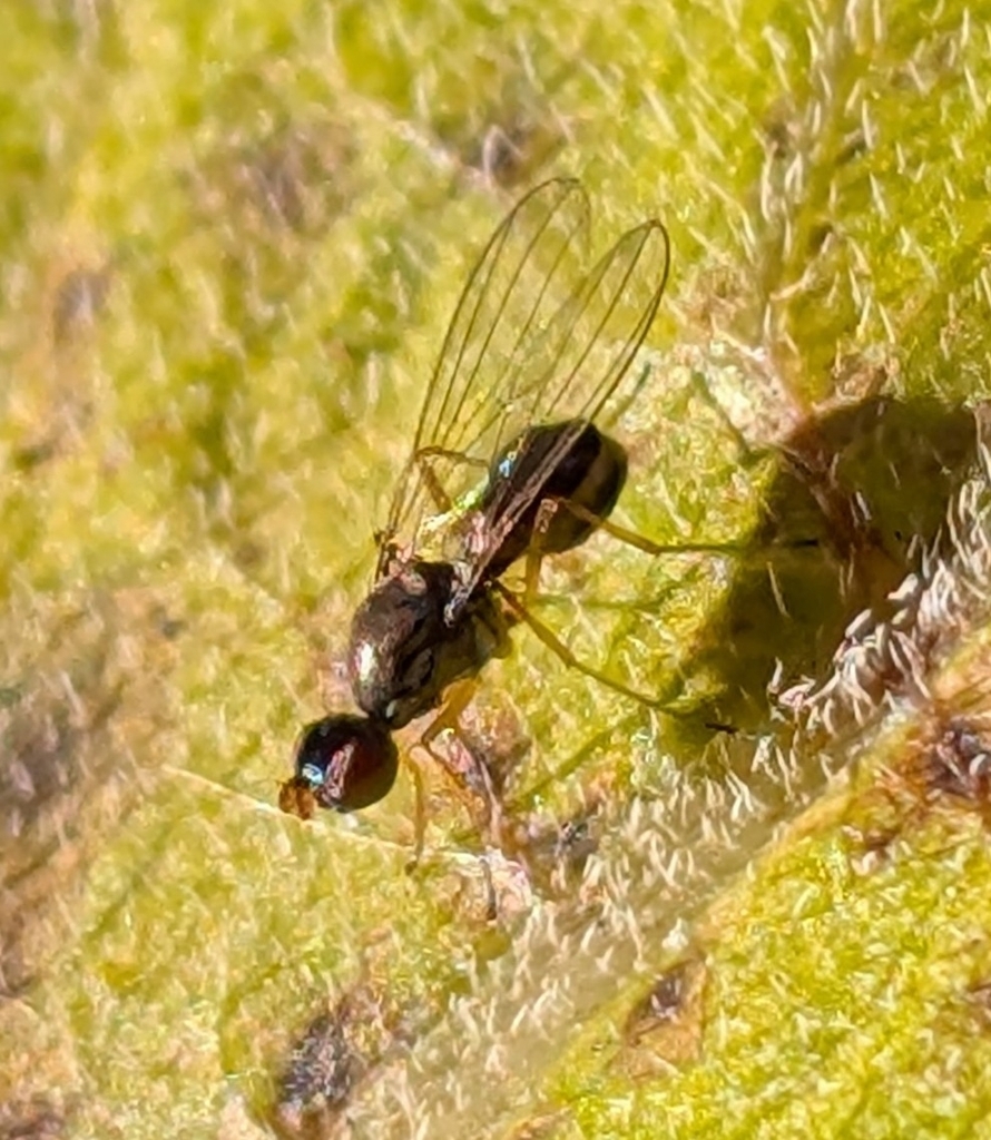 Acalyptrate Flies from Jomyoji, Kamakura, Kanagawa 248-0003, Japan on ...