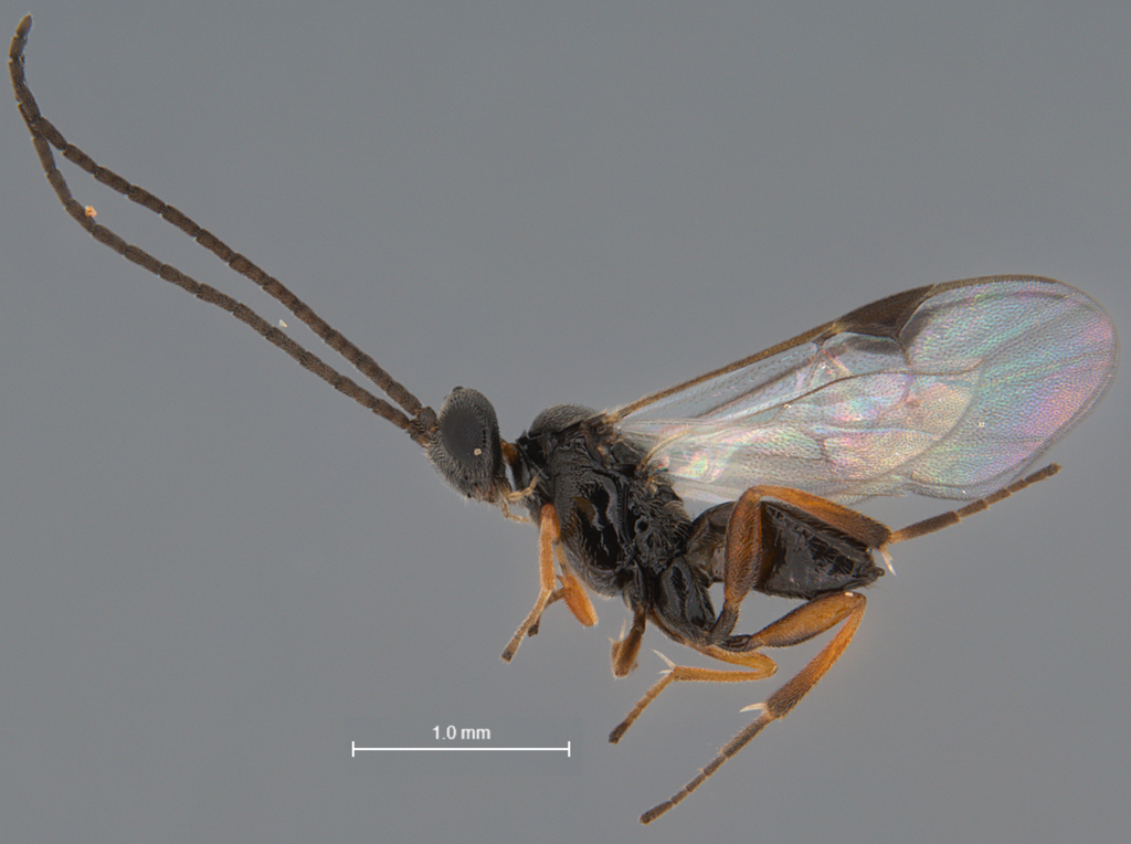Ichneumonid and Braconid Wasps from Singapore on December 30, 2024 by ...