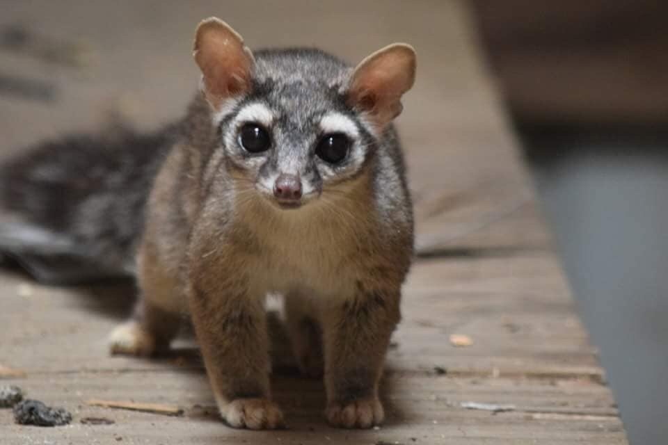 Ringtail from Trinidad Bay, , CA, US on July 27, 2019 at 02:24 PM by ...