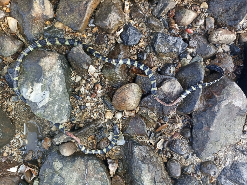 Annulated Sea Snake from 3RPF+233, Mumbai, 400047, India on January 11 ...