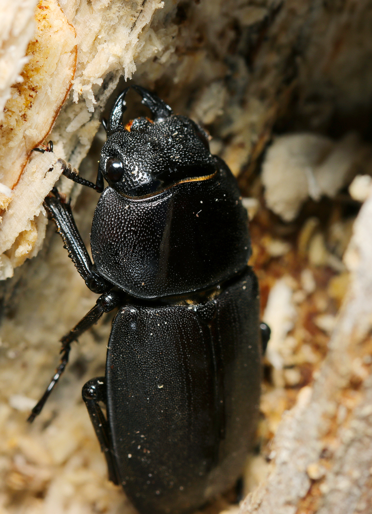 Dorcus rectus rectus from 日本、神奈川県横浜市金沢区 on January 11, 2025 at 01:09 PM ...