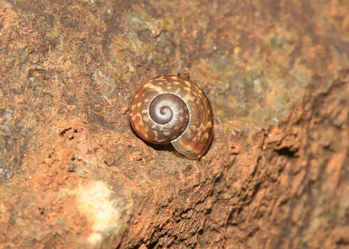 Subspecies Iberus marmoratus serpentinae · iNaturalist